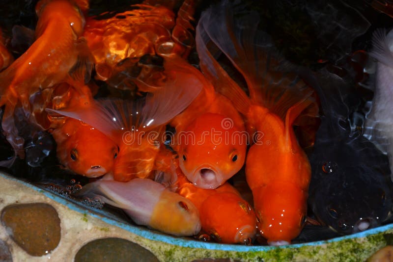 Guldfisk fotografering för bildbyråer. Bild av flotta - 59181407