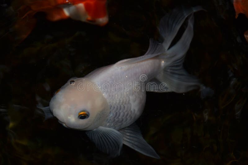 Guldfisk fotografering för bildbyråer. Bild av flotta - 59181407