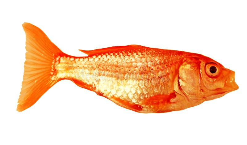 Guldfisk arkivfoto. Bild av enkelt, livstid, guldfisk - 9078488