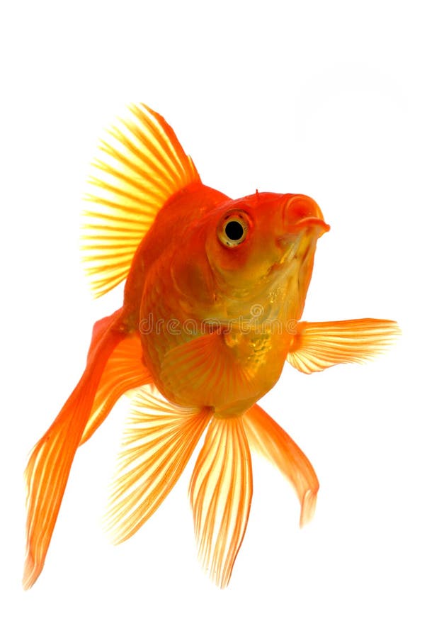 Guldfisk arkivfoto. Bild av guldfisk, ensamhet, simning - 8500110