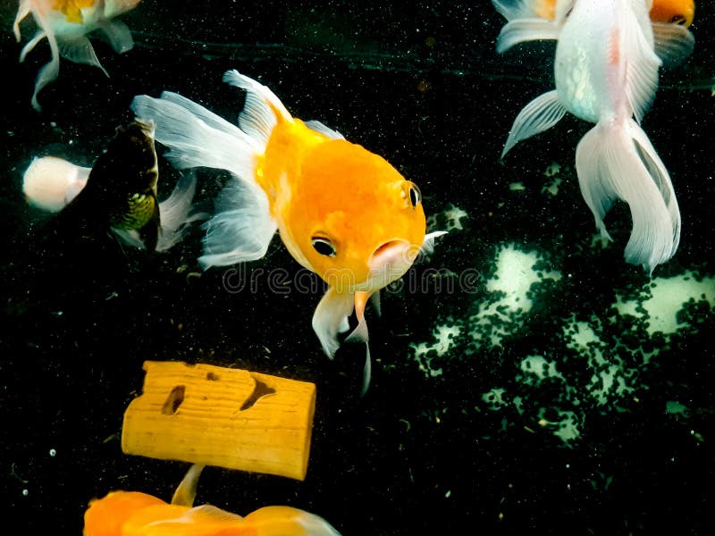 Guldfisk arkivfoto. Bild av fisk, silverfisk, guldfisk - 153294246