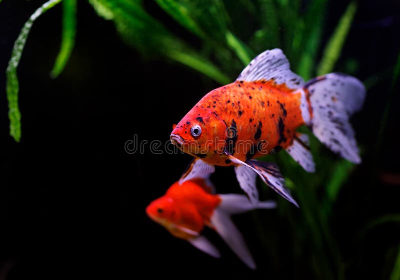 Två Guldfiskar (Carassiusauratusauratus) Fotografering för Bildbyråer ...