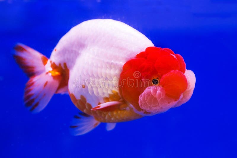 Guldfisk i kabinettet fotografering för bildbyråer. Bild av angus ...