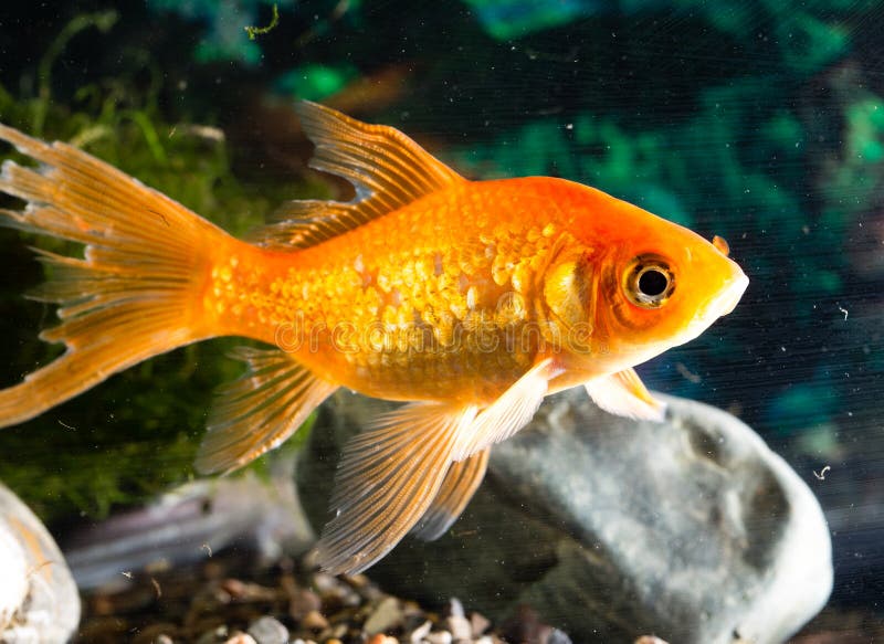 Guldfisk arkivfoto. Bild av fisk, rött, guld, angus - 100912454