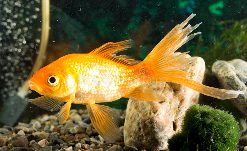 Guldfisk arkivfoto. Bild av fantail, garnering, fisk - 100912454