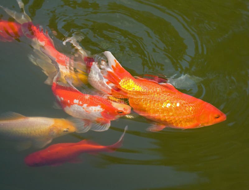 Guldfiskar i dammet arkivfoto. Bild av carp, angus - 100005818