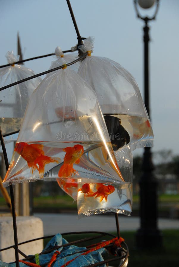 Guldfiskpacke arkivfoto. Bild av marknadsföring, akvarium - 9393038