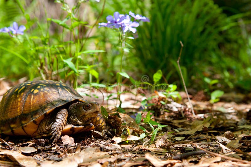 Stare Fight with Eastern Box Turtle Stock Image - Image of staring ...