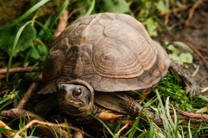 Gulf Coast Box Turtle (Terrapene Carolina Major) Stock Image - Image of ...