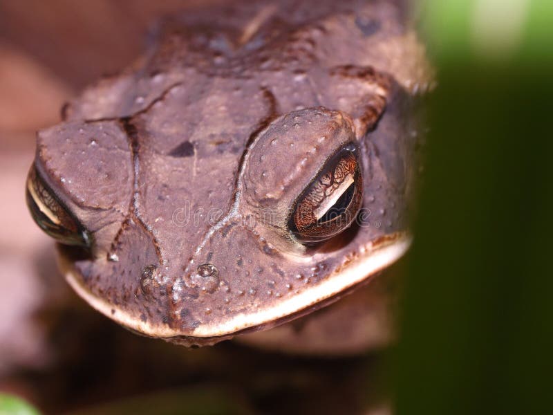 Gulf Coast Toad (Incilius Valliceps) Stock Photo - Image of wildlife ...
