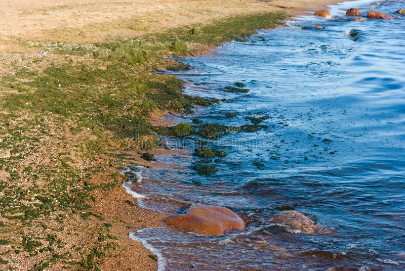 Gulf of Finland coastline stock photo. Image of petersburg - 12611472