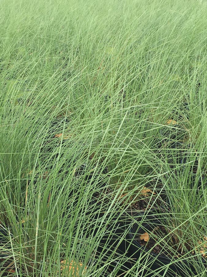 Gulf muhly grass stock photo. Image of growing, muhly - 70469904