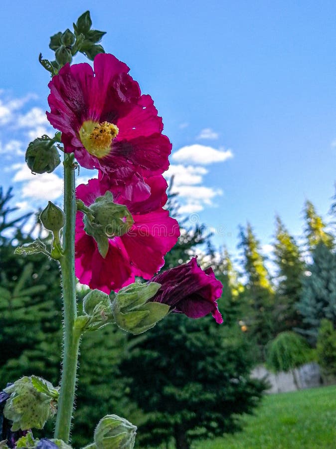 Gulhatmi cicegi in garden stock photo. Image of flower - 265380428