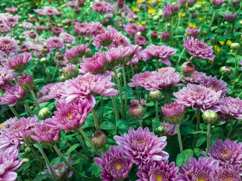 Daudi Stock Photos - Free & Royalty-Free Stock Photos from Dreamstime