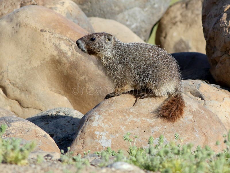 Murmeldjur (Marmota) arkivfoto. Bild av angus, milj, alpin - 32295444