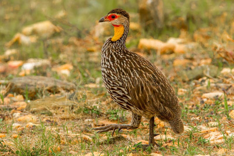 Gulna Hånglade Spurfowl, Eller Denhånglade Francolinen Grundar I ...