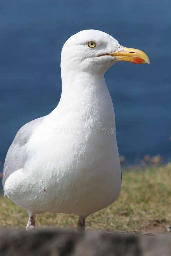 Gull stock photo. Image of common, bird, fowl, seagull - 11390542