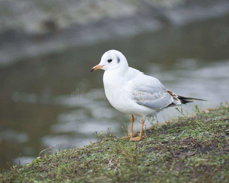Gull stock image. Image of bird, nature, beautiful, animal - 22404633