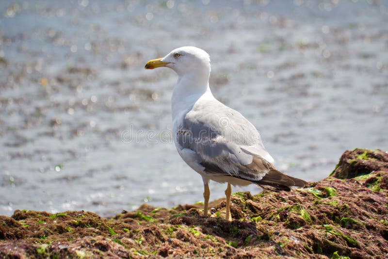 Gull stock image. Image of growth, invasion, ooze, environment - 23264465