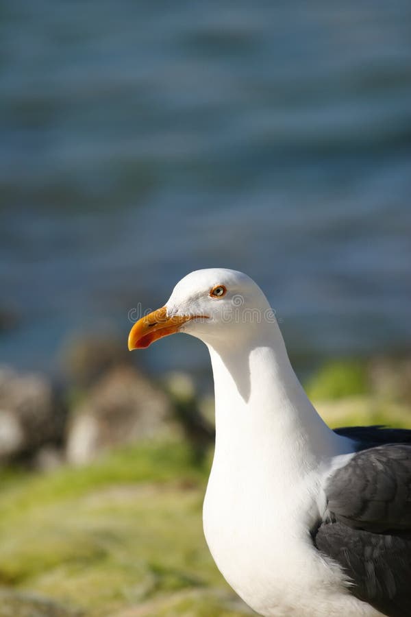 Gull stock image. Image of summer, beach, standing, fauna - 690189