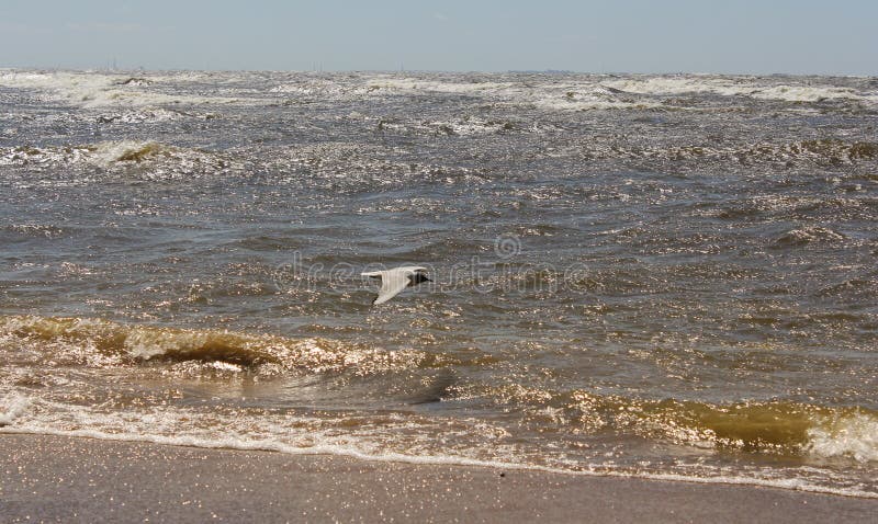 Gull above water stock photo. Image of season, edge, wave - 62451044