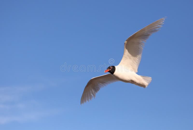 Gull is Also Called the Black-headed Gull because of the Colour Stock ...