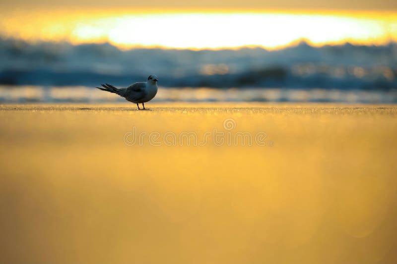 Gull on a Beach in the Background of the Sea Waves during the Sunset ...
