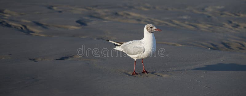 White gull on a beach stock image. Image of nature, water - 306565509