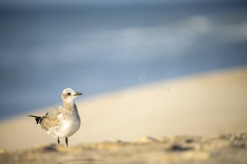 Beach Bird on the Sand stock image. Image of seabird - 338290455