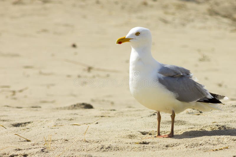 Seagull on the beach stock photo. Image of nature, head - 256922