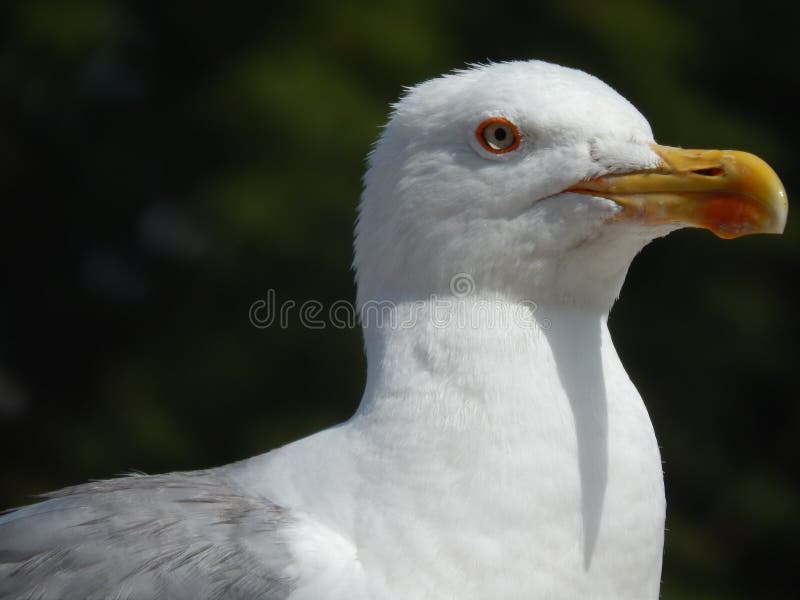 Gull stock image. Image of sunny, gull, life, posing - 45105483