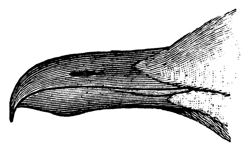 Epignathous Stock Illustrations – 1 Epignathous Stock Illustrations ...