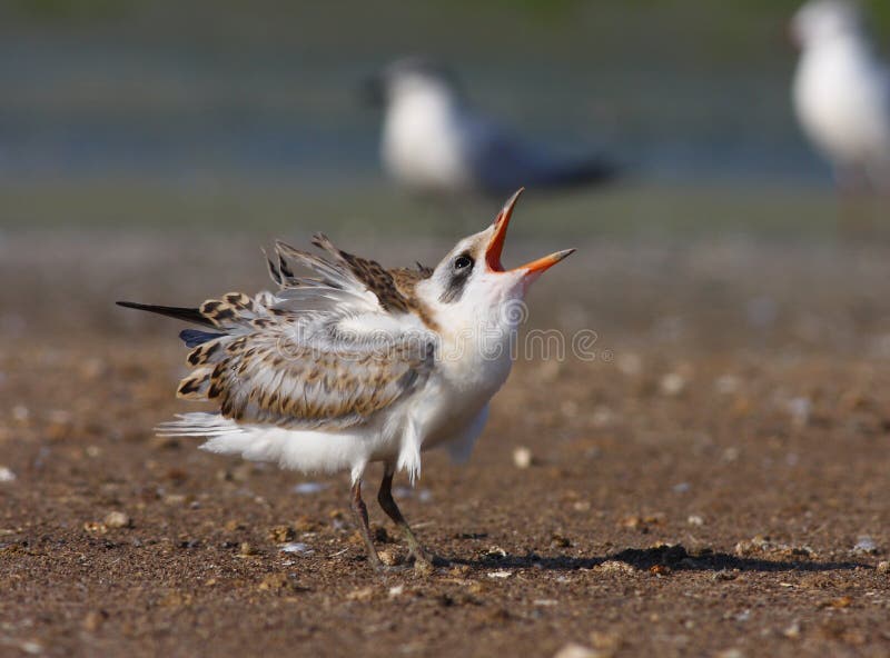 Baby Sea Gull, with a Mottled Color Stock Photo - Image of nature, head ...