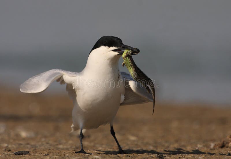 Gull-billed tern stock photo. Image of wild, wildlife - 83735078