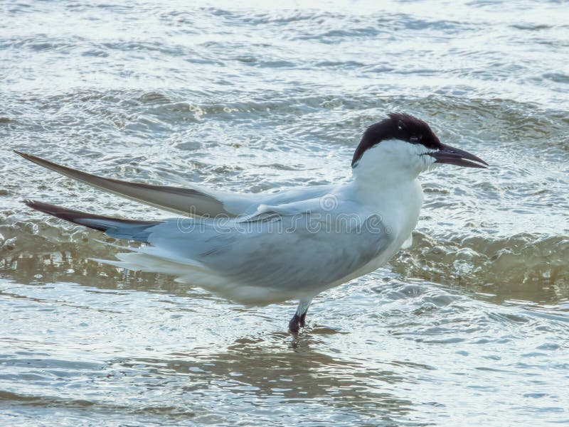 Gull-billed Tern in Queensland Australia Stock Photo - Image of ...