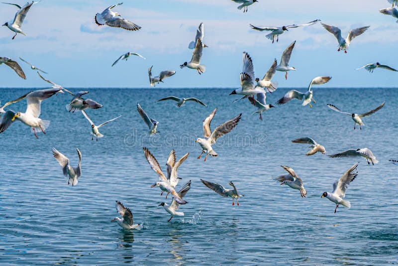 Gull Birds Flying into the Sky from the Ocean. Stock Photo - Image of ...