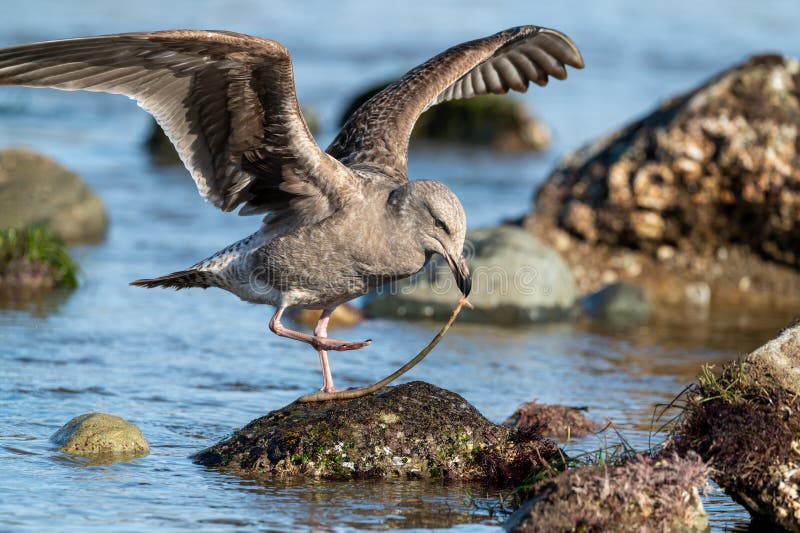 Gull catches a marine worm stock image. Image of coastal - 331763993