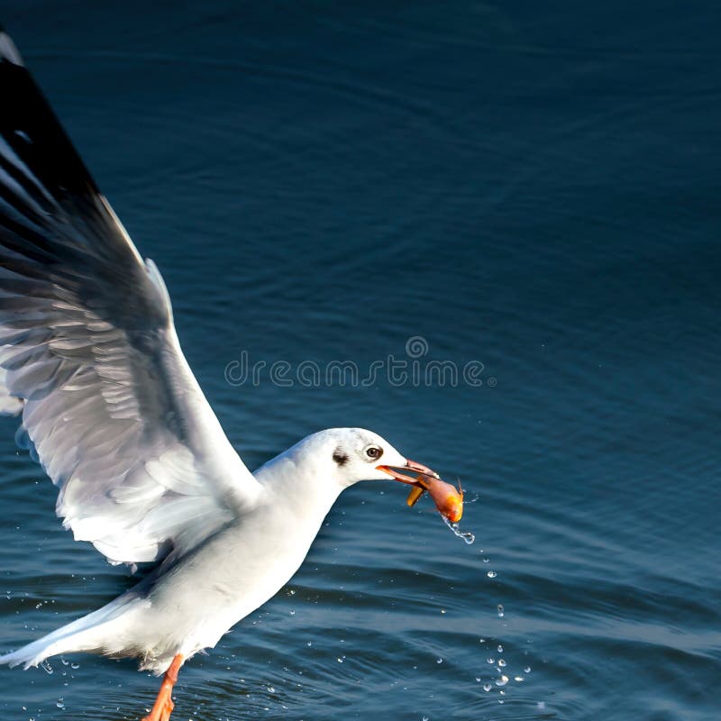 Gull Catches Arched, Jumping Fish at Padre Island National Seashore ...