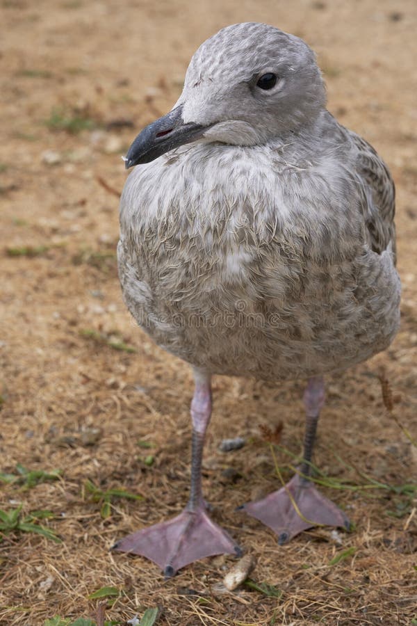 Gull - cub stock photo. Image of bird, juvenile, detail - 134367292