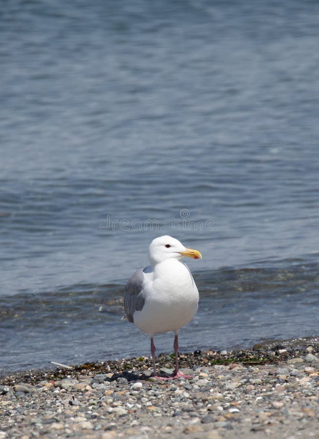 Gull on Discovery Beach stock photo. Image of park, pebbles - 262772634