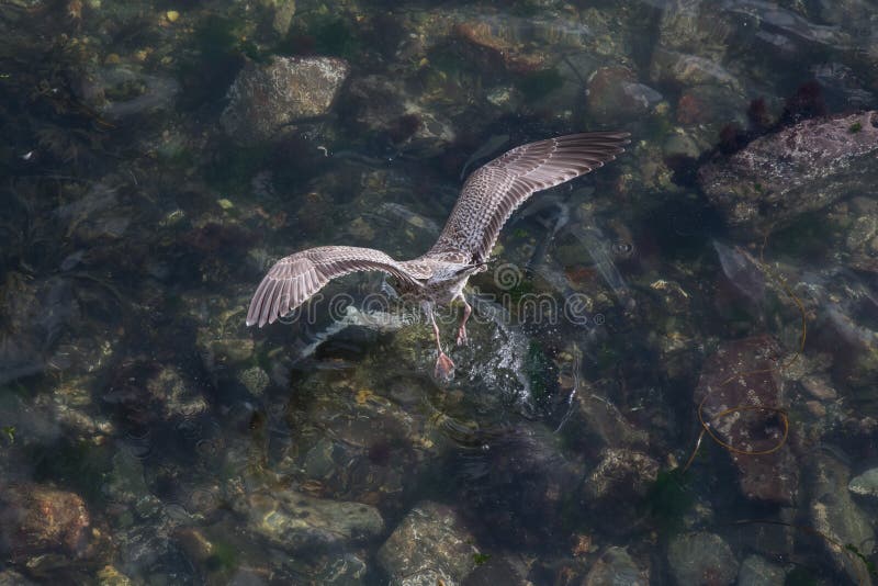 A Gull Diving for Fish in the Harbour at Porthleven, Cornwall Stock ...