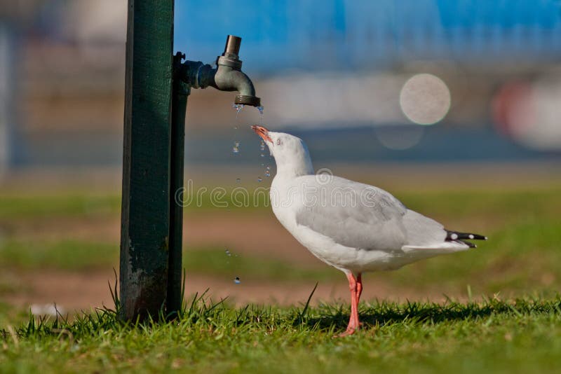 Dripping wet seagull stock photo. Image of drip, feather - 10710774