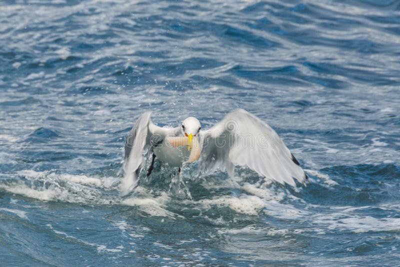 Gull Eating Piece of Fish while Flying Stock Image - Image of discover ...