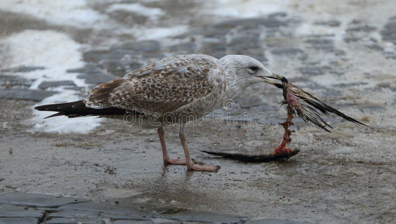 Gull eating the remains stock image. Image of outdoor - 141873139