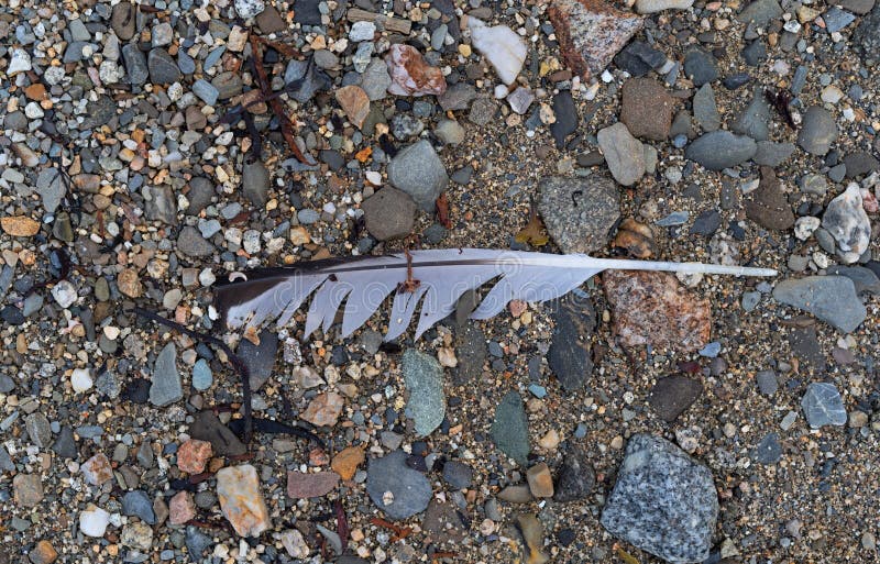 Gull Feather on a Gravel Beach Stock Image - Image of gull, wildlife ...