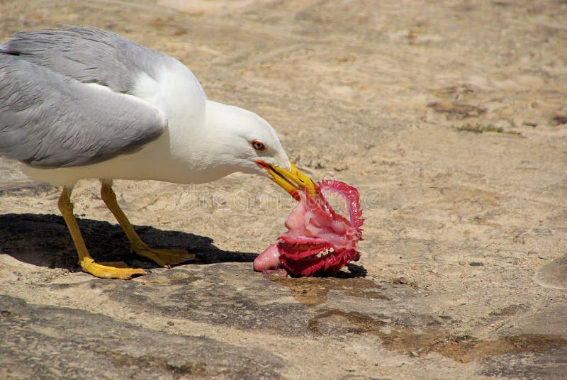 Gull with fish stock photo. Image of fishing, gull, wild - 13759606