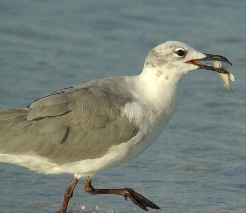 Gull with fish stock photo. Image of nature, state, white - 92526380