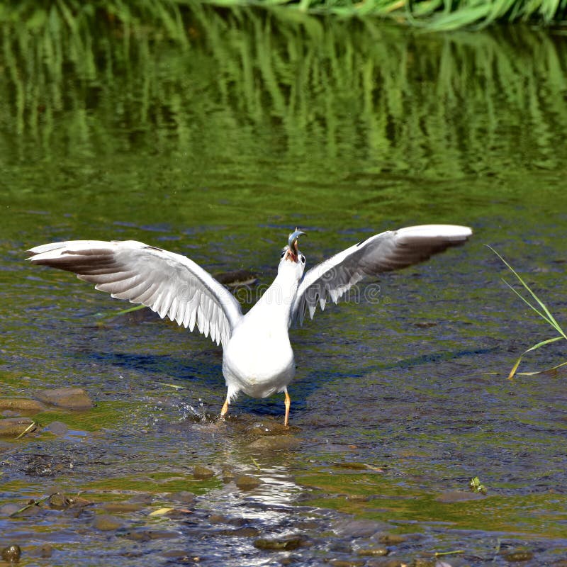 Gull with a fish stock photo. Image of fish, north, ornithology - 64339850