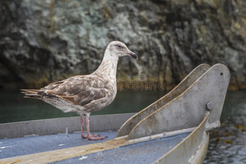 Gull on fishing boat stock image. Image of rock, standing - 67908705