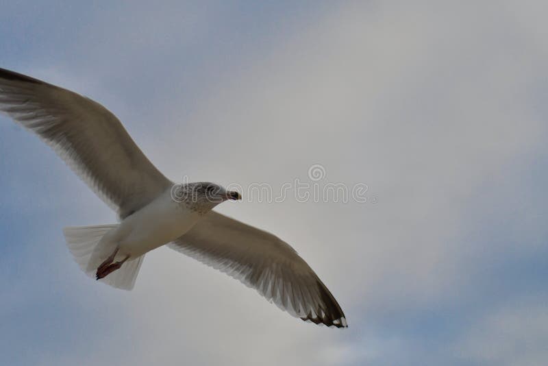 The gull in flight stock image. Image of animal, freedom - 129573531